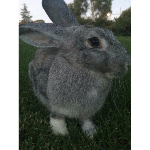 Mandy - Female Flemish Giant x New Zealand White Mix Rabbit in NSW ...