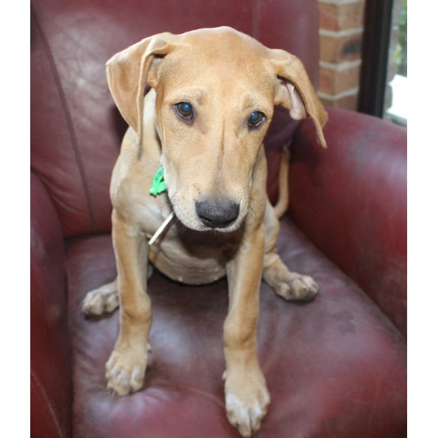 Harper - Large Female Pointer x Rhodesian Ridgeback Mix Dog in NSW ...