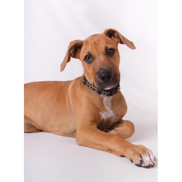 Jet - Large Male American Staffordshire Terrier x Rhodesian Ridgeback ...