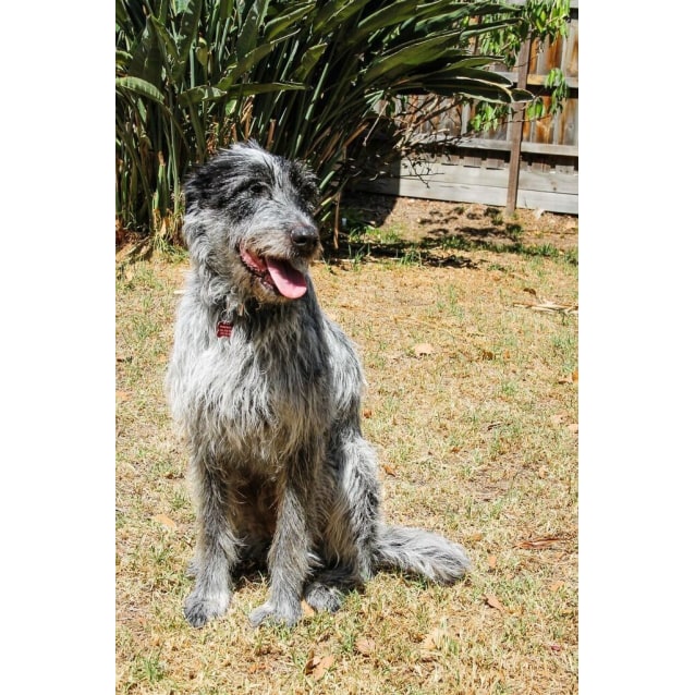 Sandy - Medium Female Staghound Mix Dog in VIC - PetRescue