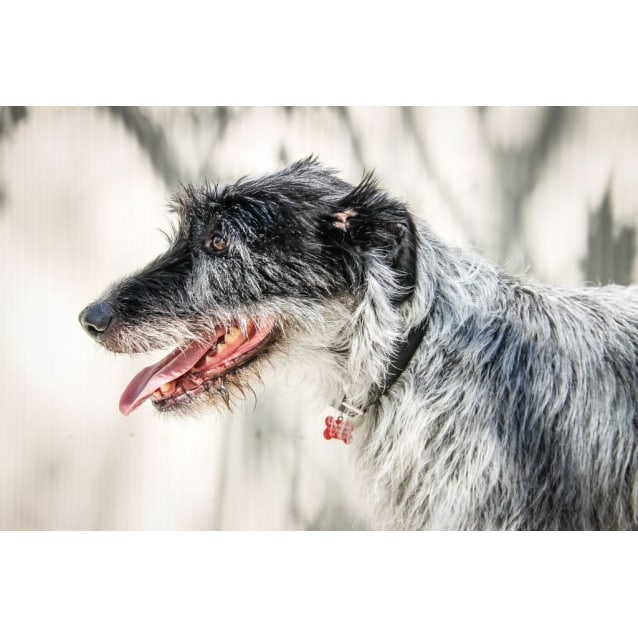 Sandy - Medium Female Staghound Mix Dog in VIC - PetRescue