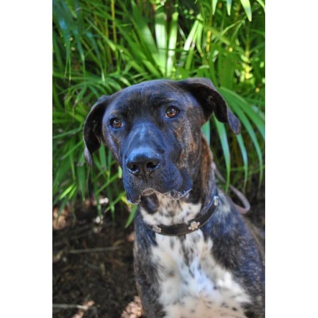 Beau - Large Male German Shorthaired Pointer x Great Dane Mix Dog in ...