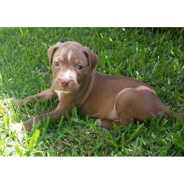 Alibi - Medium Male American Staffordshire Bull Terrier Dog in QLD ...