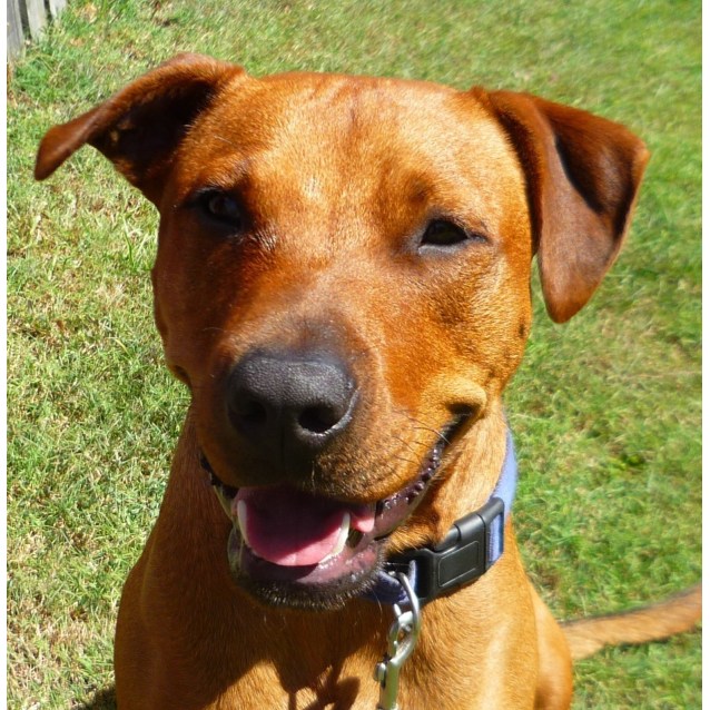 Cooper - Medium Male Staffy x Ridgeback Dog in QLD - PetRescue