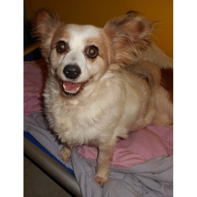 Buddy - Small Male Jack Russell Terrier x Papillon Mix Dog in QLD ...