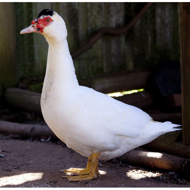 Allen - Male Muscovy Duck Mix Fowl in NSW - PetRescue