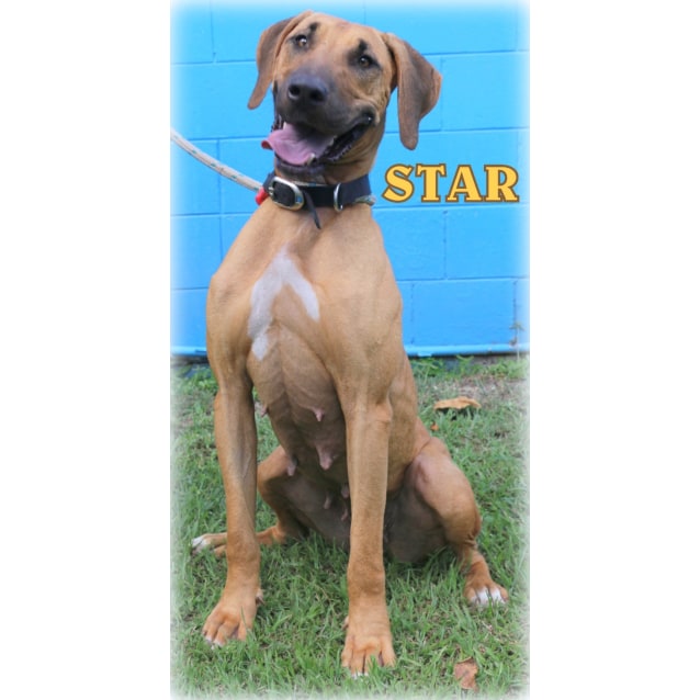 Star - Large Female Hungarian Vizsla x Rhodesian Ridgeback Mix Dog in ...