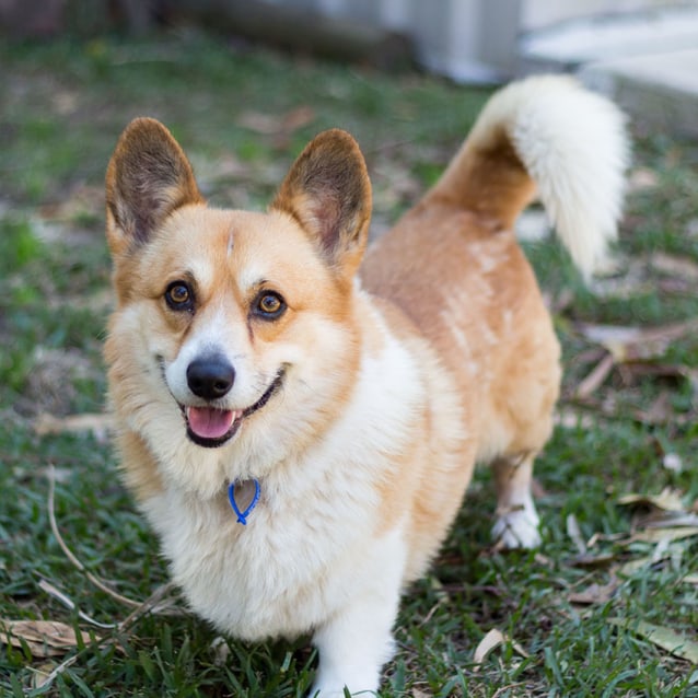 Nico ~ 5yo purebred Corgi boy (On Trial 18/6/16) - Medium Male Welsh ...