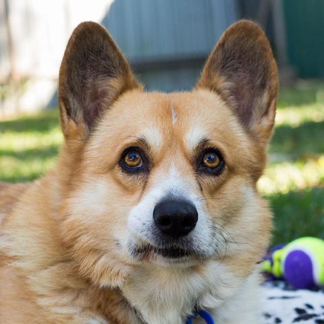 Nico ~ 5yo purebred Corgi boy (On Trial 18/6/16) - Medium Male Welsh ...