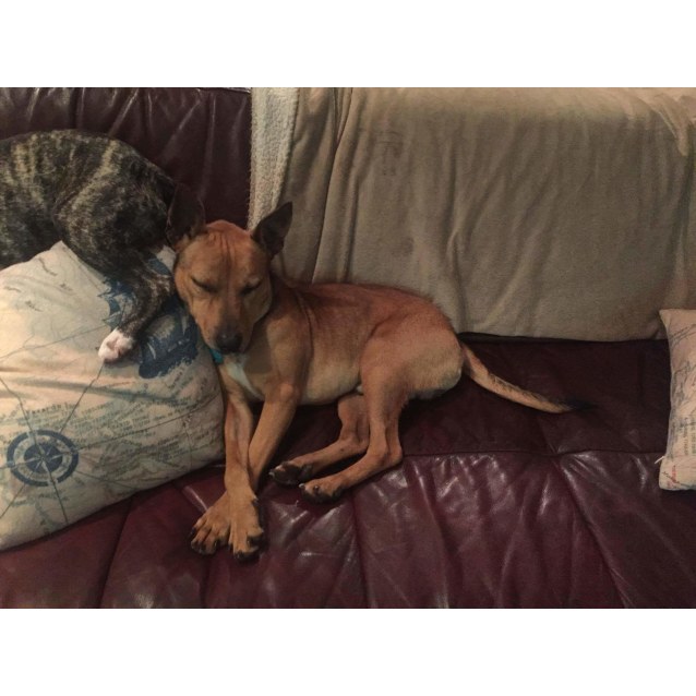 Zac ** Foxie X Mini Kelpie Pup ** - Medium Male Fox Terrier x Kelpie ...