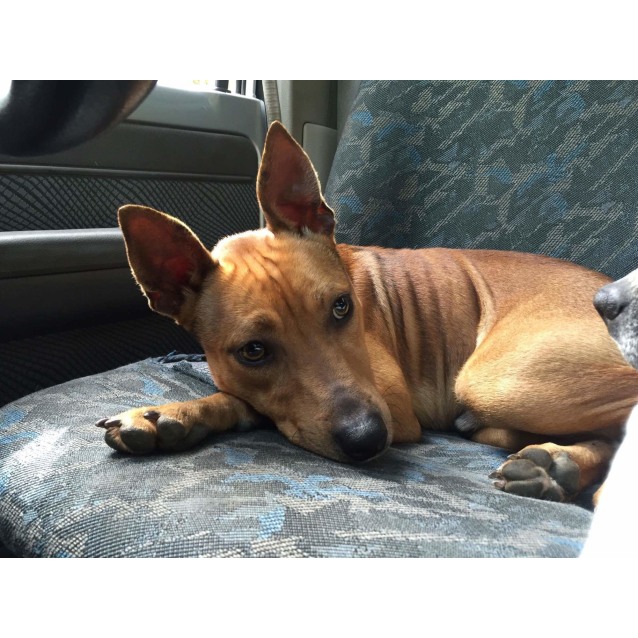 Zac ** Foxie X Mini Kelpie Pup ** - Medium Male Fox Terrier x Kelpie ...