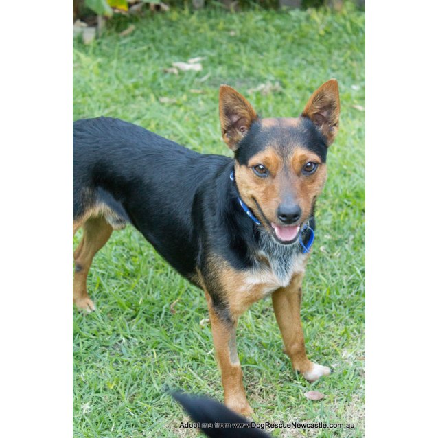 Juno ~ kelpie x fox terrier ( on trial 24/07/16) - Medium Male Fox ...
