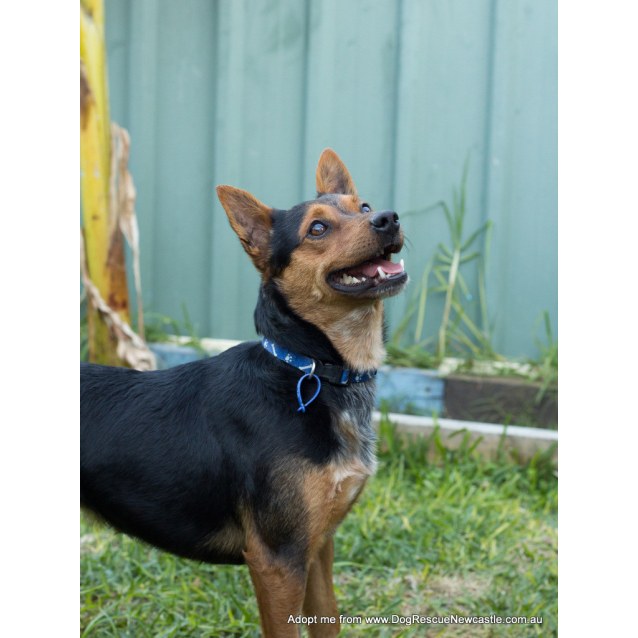 Juno ~ kelpie x fox terrier ( on trial 24/07/16) - Medium Male Fox ...