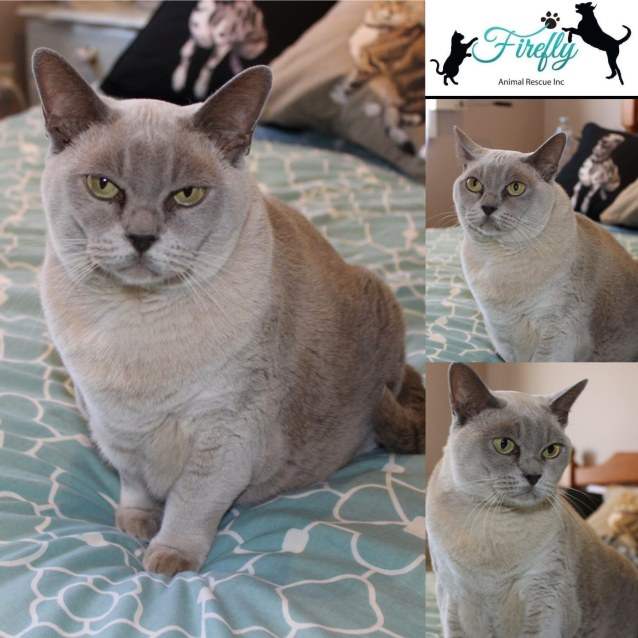 Magnificent Meeka! - Female Burmese Cat in NSW - PetRescue