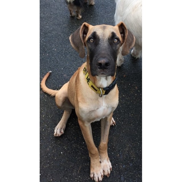 Gerry - Large Male Great Dane x Ridgeback Mix Dog in QLD - PetRescue