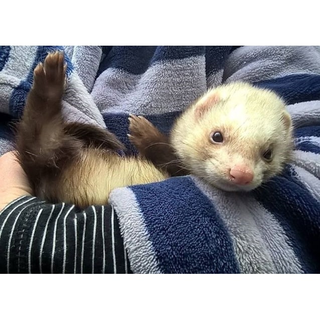 Prim - Female Ferret in VIC - PetRescue