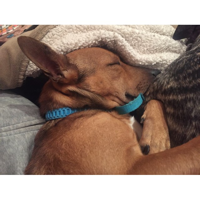 Zac ** Foxie X Mini Kelpie Pup ** - Medium Male Fox Terrier x Kelpie ...