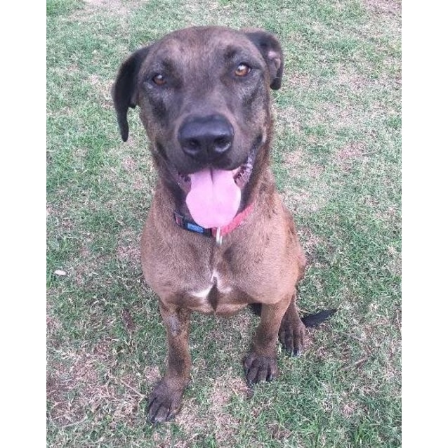 Bella - Large Female Great Dane x Rhodesian Ridgeback Mix Dog in QLD ...