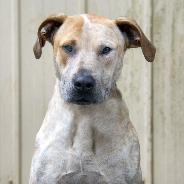 Red - Large Male Australian Cattle Dog x Bull Arab Mix Dog in QLD ...