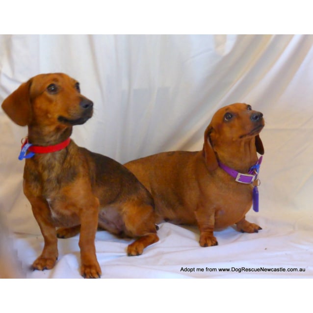 Dashi ~ mini Dachshund (on trial 21/09/16) - Small Female Dachshund Mix ...