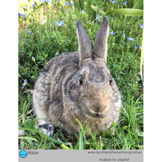 Robin *•Adopt me•* - Male Dwarf Rabbit in NSW - PetRescue