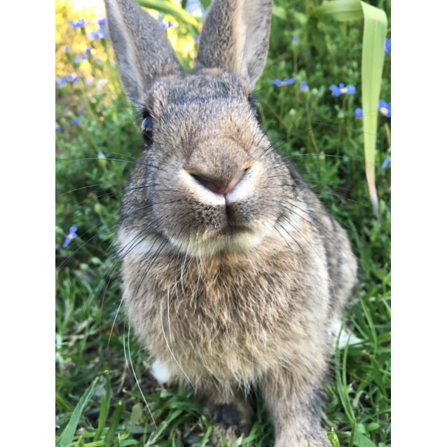 Robin *•Adopt me•* - Male Dwarf Rabbit in NSW - PetRescue