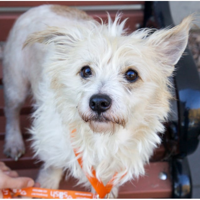 Terry - Small Male Mixed Breed Mix Dog in NSW - PetRescue