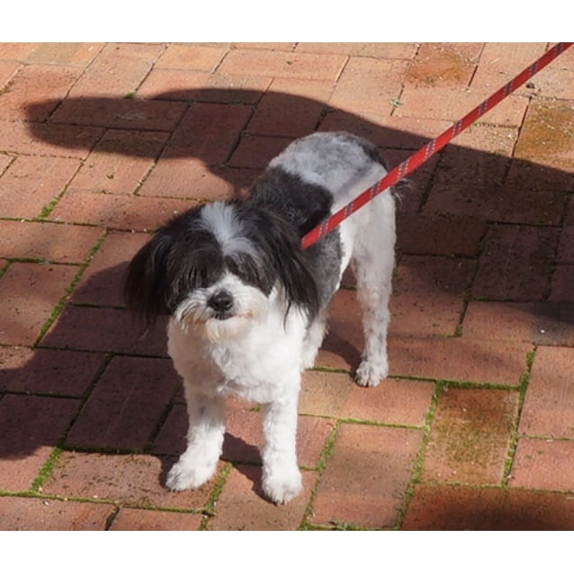 Muffin - Small Female Lhasa Apso x Poodle Mix Dog in WA - PetRescue