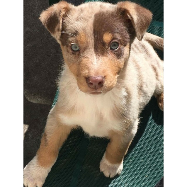 Destiny - Medium Female Australian Shepherd x Kelpie Dog in VIC - PetRescue
