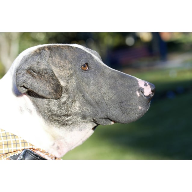 Pedro - Large Male Bull Terrier x Greyhound Mix Dog in QLD - PetRescue