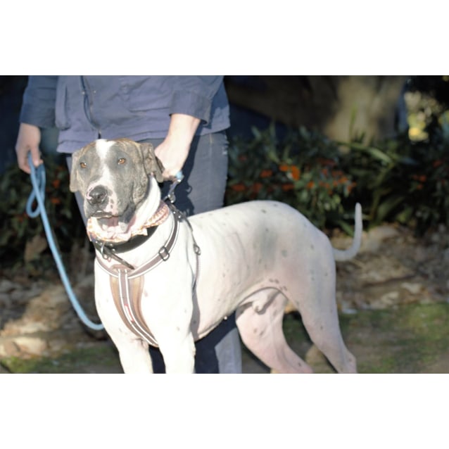 Pedro - Large Male Bull Terrier x Greyhound Mix Dog in QLD - PetRescue