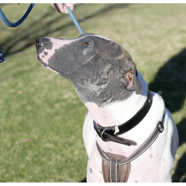 Pedro - Large Male Bull Terrier x Greyhound Mix Dog in QLD - PetRescue
