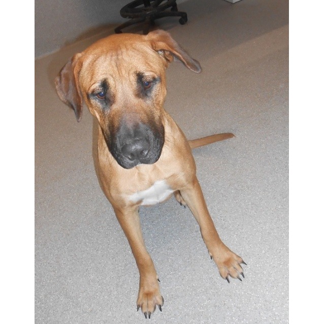 Tully - Large Female Rhodesian Ridgeback x American Staffordshire Bull ...