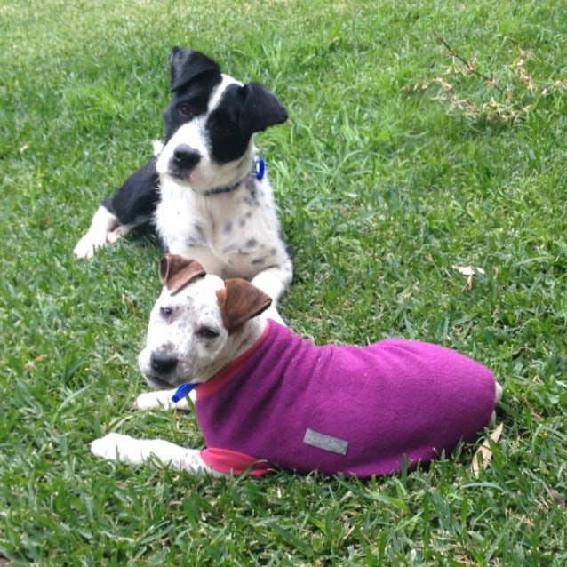 Buddy ~ Staffy x Cattle Puppy (on trial 8/09/16) - Medium Male ...