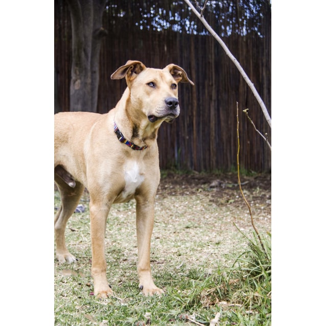 Toby ~ Ridgeback X Husky (on trial 25/09/16) - Large Male Husky x ...