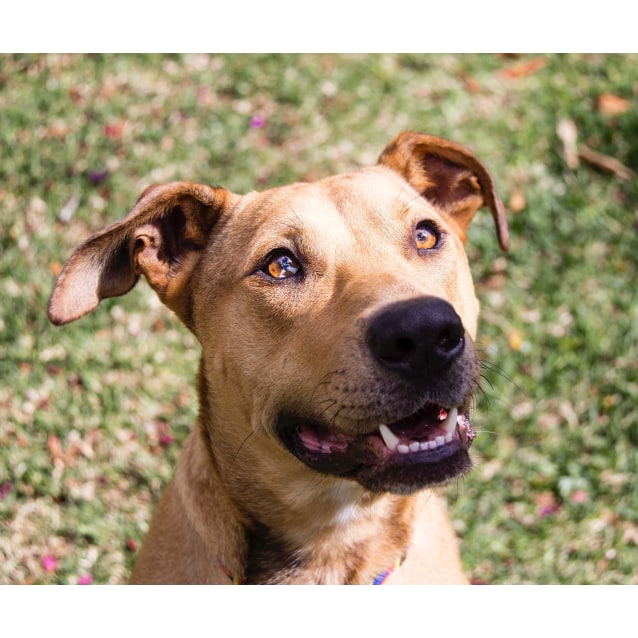 Toby ~ Ridgeback X Husky (on trial 25/09/16) - Large Male Husky x ...