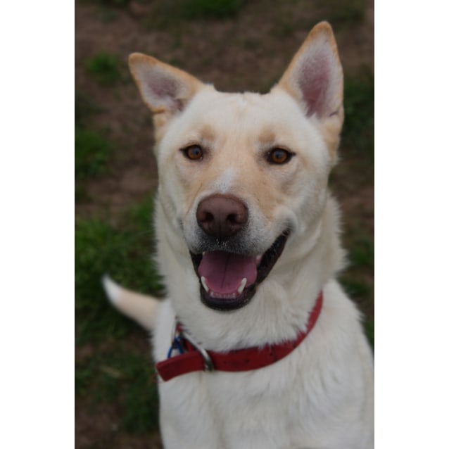 Marley - Large Male Alaskan Malamute x Labrador Retriever Mix Dog in ...