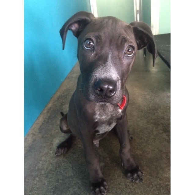 Cadbury - Large Male German Shorthaired Pointer x American ...