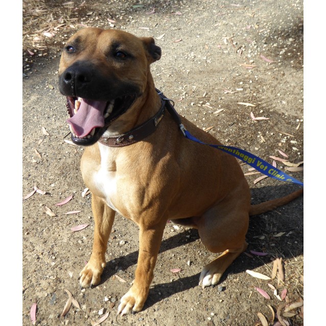 Tyro - Medium Male Staffordshire Bull Terrier x Staghound x Whippet Dog ...