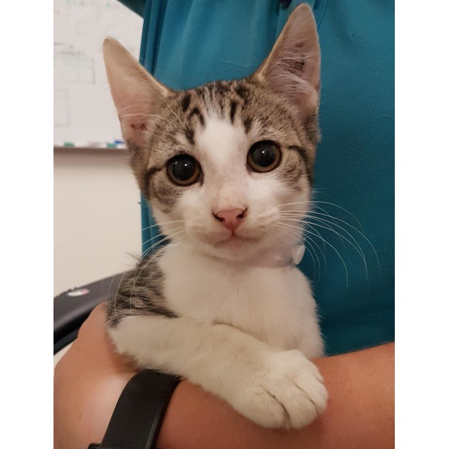 Dopey - Male Domestic Short Hair Cat in ACT - PetRescue