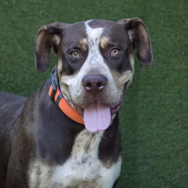 Riddick - Large Male German Shorthaired Pointer x Rottweiler Mix Dog in ...