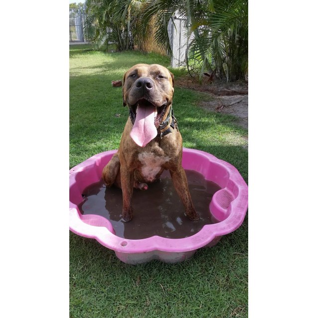 Manny - Large Male Mastiff Dog in QLD - PetRescue