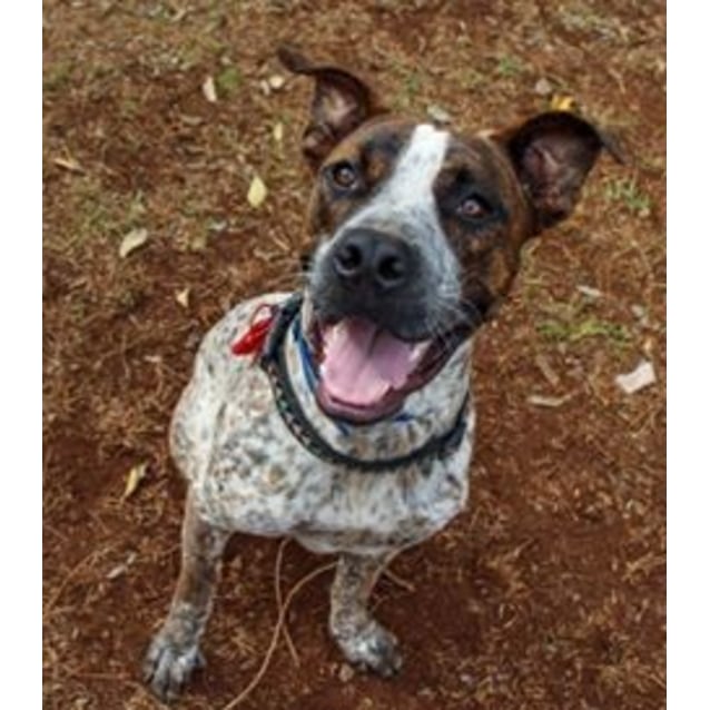 Harley - Large Male American Staffordshire Terrier x Pointer Mix Dog in ...