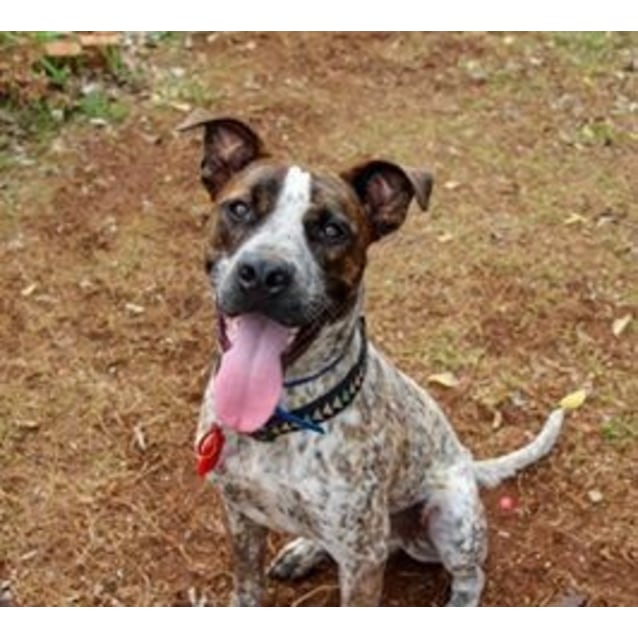Harley - Large Male American Staffordshire Terrier x Pointer Mix Dog in ...