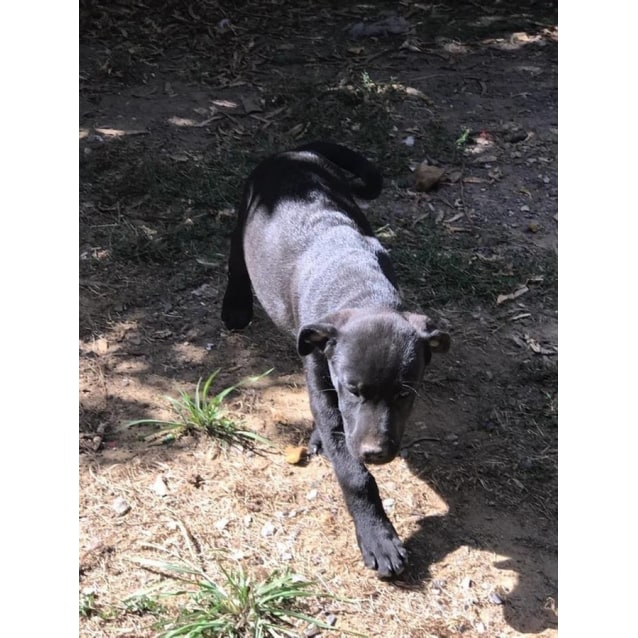 Male Puppy - Medium Male German Shorthaired Pointer x Golden Retriever ...