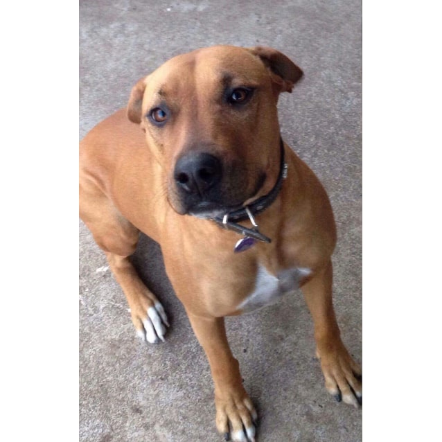 Lacey our beautiful lady - Medium Female Boxer x Rhodesian Ridgeback ...