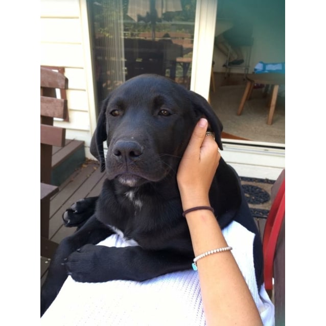 Male Puppy - Medium Male German Shorthaired Pointer x Golden Retriever ...