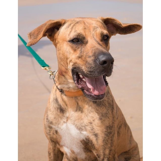 Rocco (adoption pending) - Large Male Bull Arab Mix Dog in QLD - PetRescue