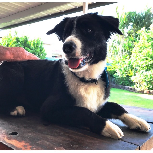 Corree - Medium Male Border Collie Dog in QLD - PetRescue