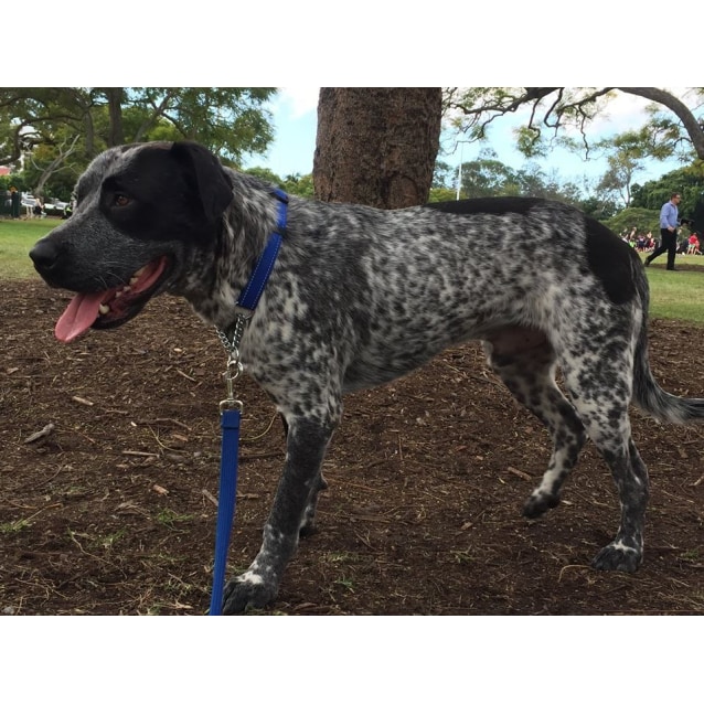 Zeppelin - Large Male Australian Cattle Dog x Rottweiler Dog in QLD ...